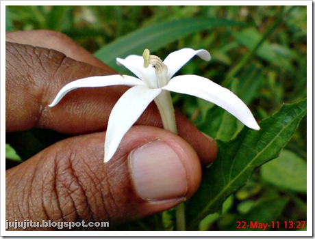 Korejat ( Hippobroma longiflora )